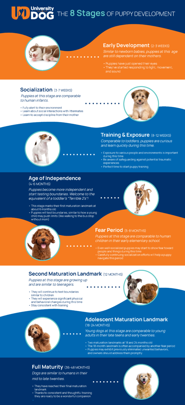The 8 Stages of Pupply Development - University of Dog
