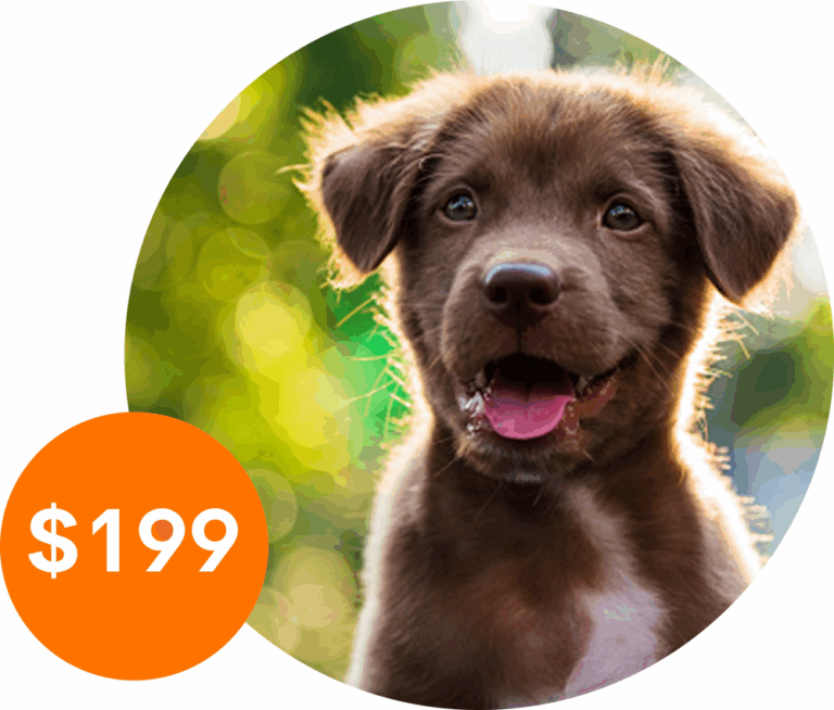 Group Puppy Classes - University of Dog